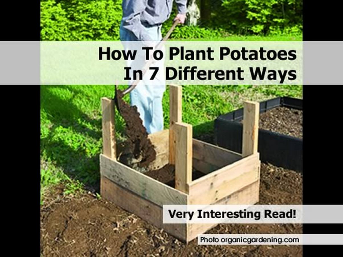 How To Plant Potatoes In 7 Different Ways