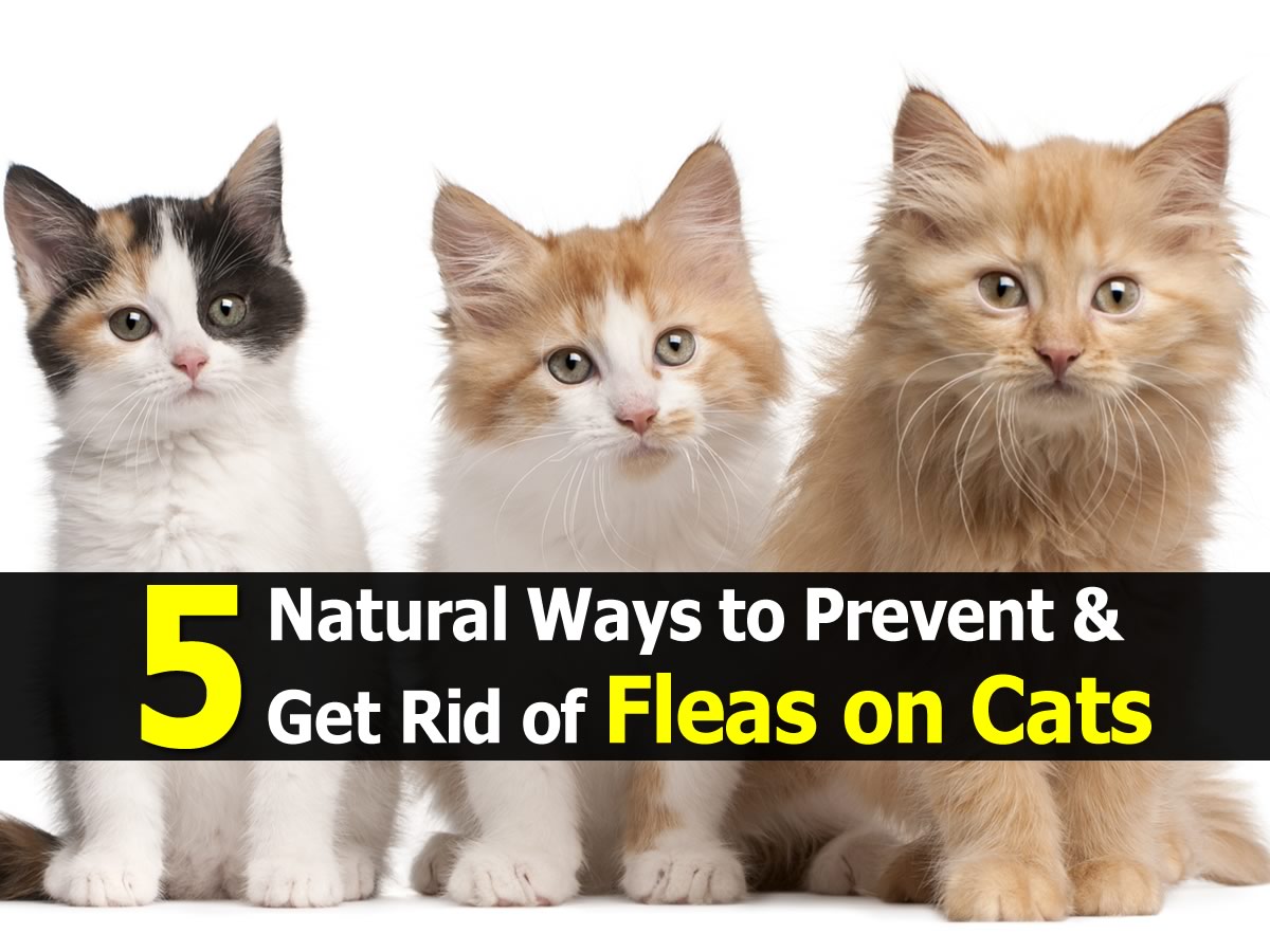 5 Natural Ways to Prevent & Get Rid of Fleas on Cats 5 Natural Ways to Prevent & Get Rid of Fleas on Cats
