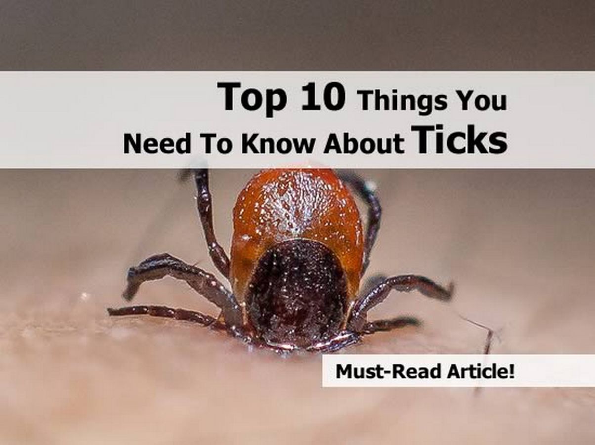 Top 10 Things You Need To Know About Ticks